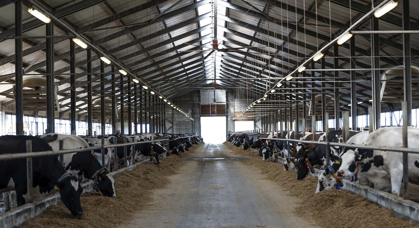 Durable Steel Livestock Barns | US Patriot Steel